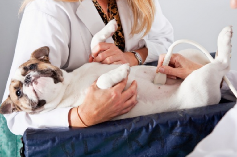 Dog Ultrasound – Canine Pregnancy Scanning Services